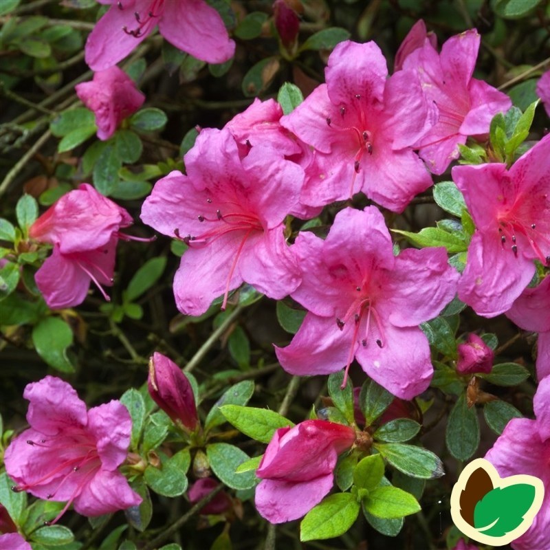 Japansk Azalea Wombat - Rhododendron Wombat