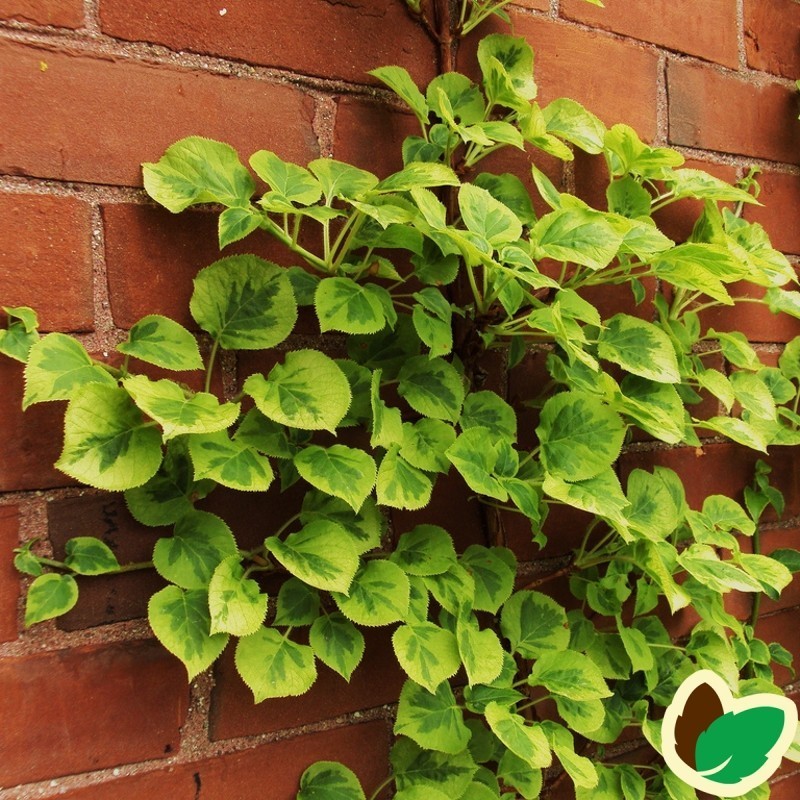 Klatrehortensia Miranda - Hydrangea anomala petiolaris Mirranda