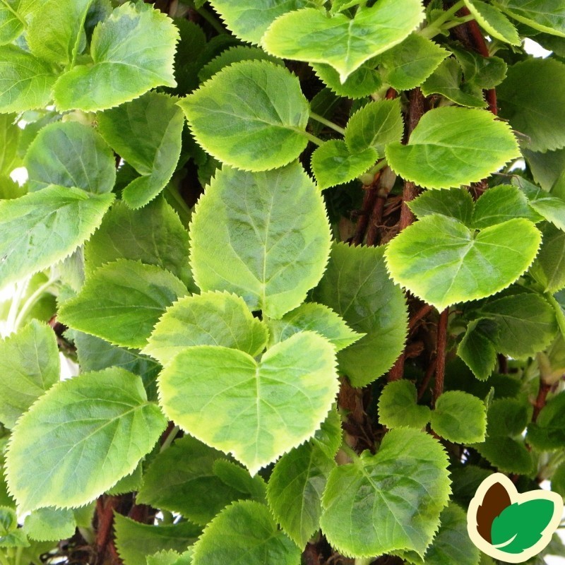 Klatrehortensia Miranda - Hydrangea anomala petiolaris Mirranda