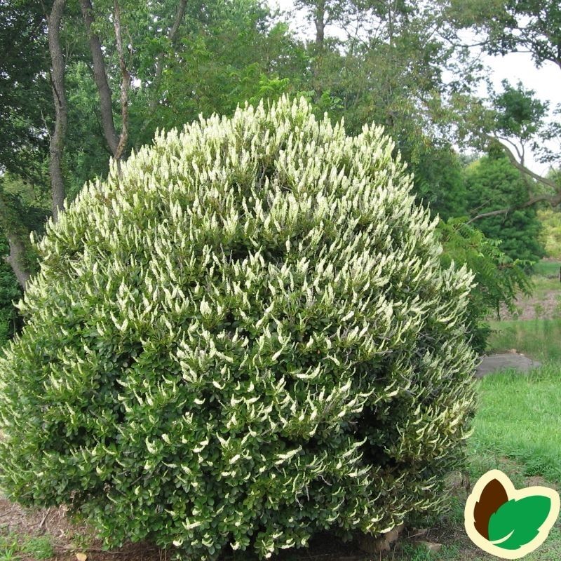 Konvalbusk Sixteen Candles 25-40 cm. - Clethra alnifolia Sixteen Candles