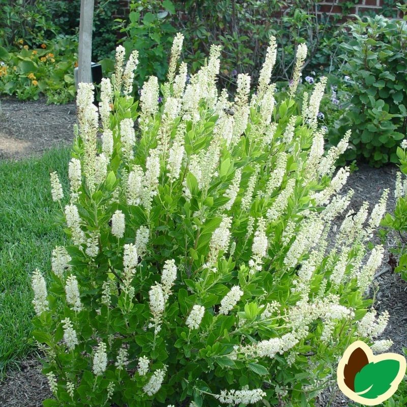 Konvalbusk Sixteen Candles 25-40 cm. - Clethra alnifolia Sixteen Candles