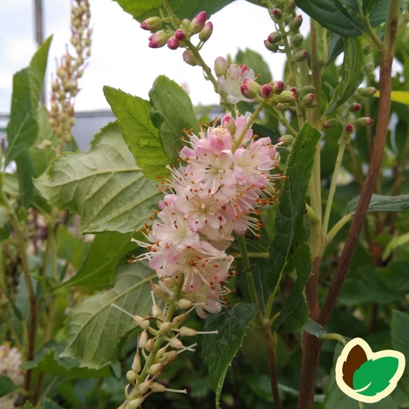 Konvalbusk Pink Spire 25-40 cm. - Clethra alnifolia Pink Spire