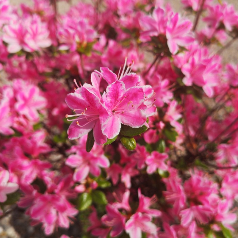 Japansk Azalea Kermesina Rose 20-40 cm. - Rhododendron Kermesina Rose