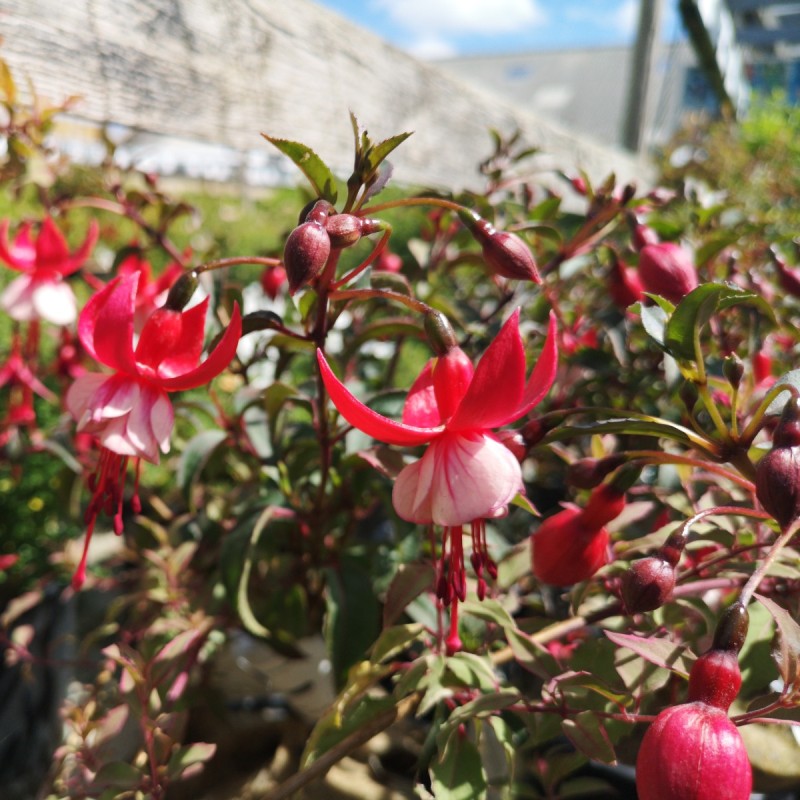 Havefuchsia Madame Cornelissen - Fuchsia magellanica Madame Cornelissen