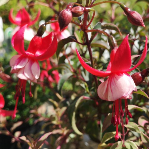 Havefuchsia Madame Cornelissen - Fuchsia magellanica Madame Cornelissen