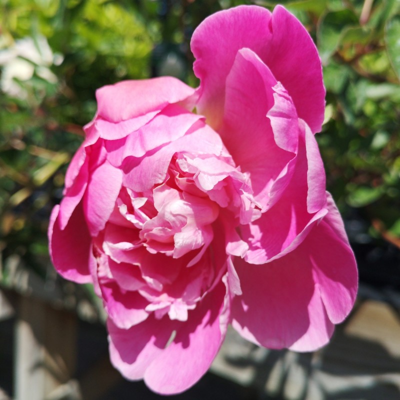 Silkepæon Jacorma - Paeonia lactiflora Jacorma