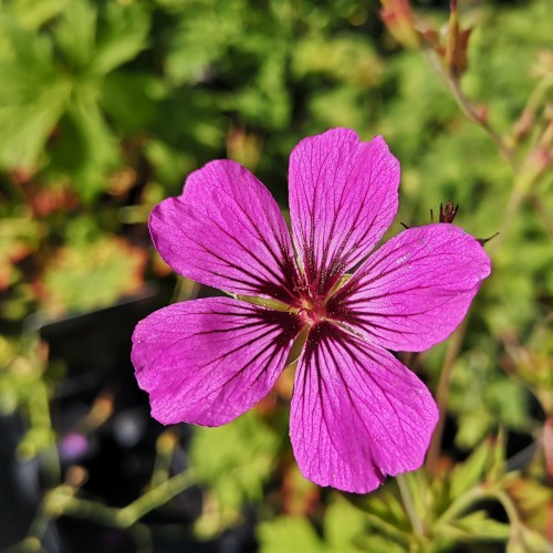 Storkenæb Patricia - Geranium hybrid Patricia