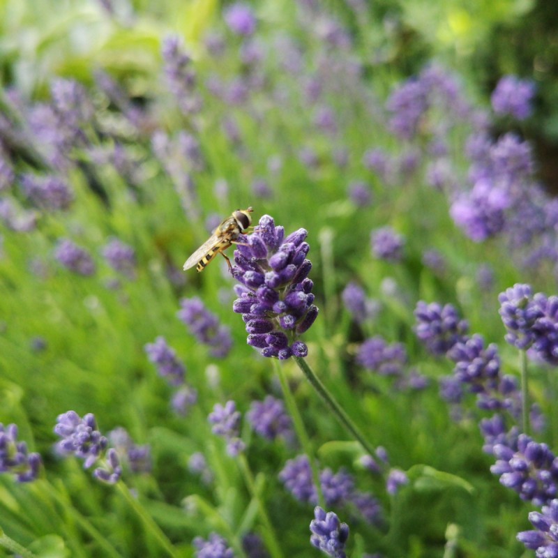 Lavendel Essence Purple - Lavandula angustifolia Essence Purple