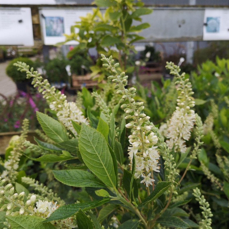 Konvalbusk Hummingbird 25-50 cm. - Clethra alnifolia Hummingbird