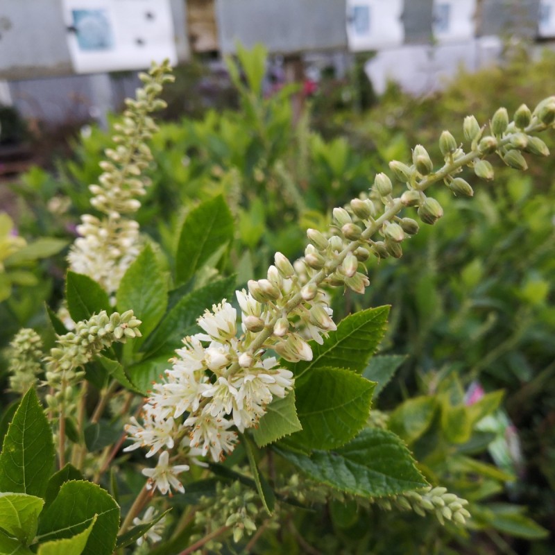 Konvalbusk Hummingbird 25-50 cm. - Clethra alnifolia Hummingbird