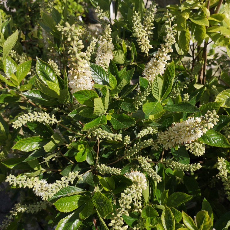 Konvalbusk Hummingbird 25-50 cm. - Clethra alnifolia Hummingbird