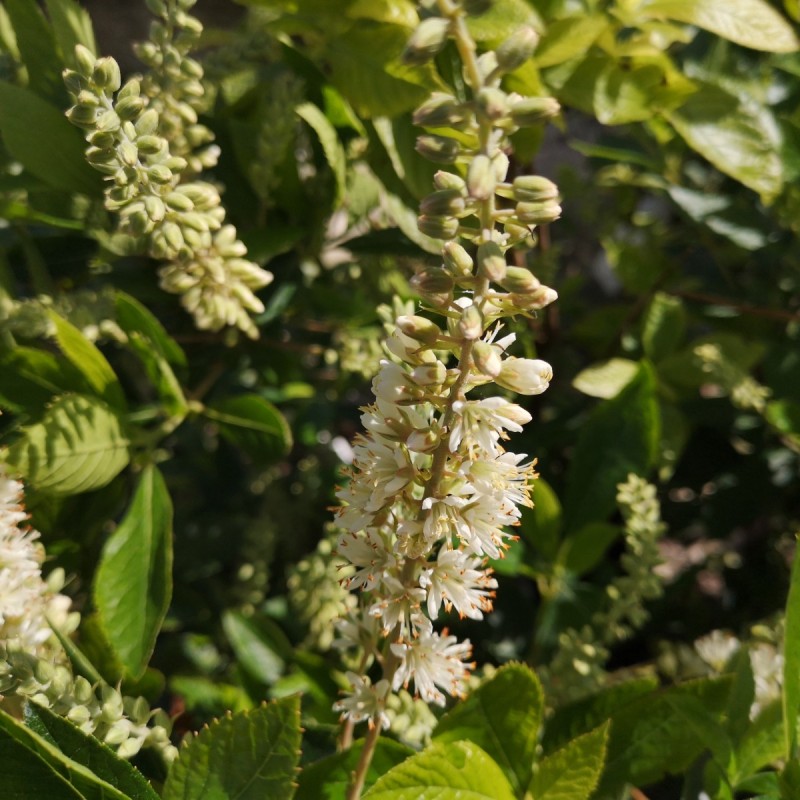 Konvalbusk Hummingbird 25-50 cm. - Clethra alnifolia Hummingbird