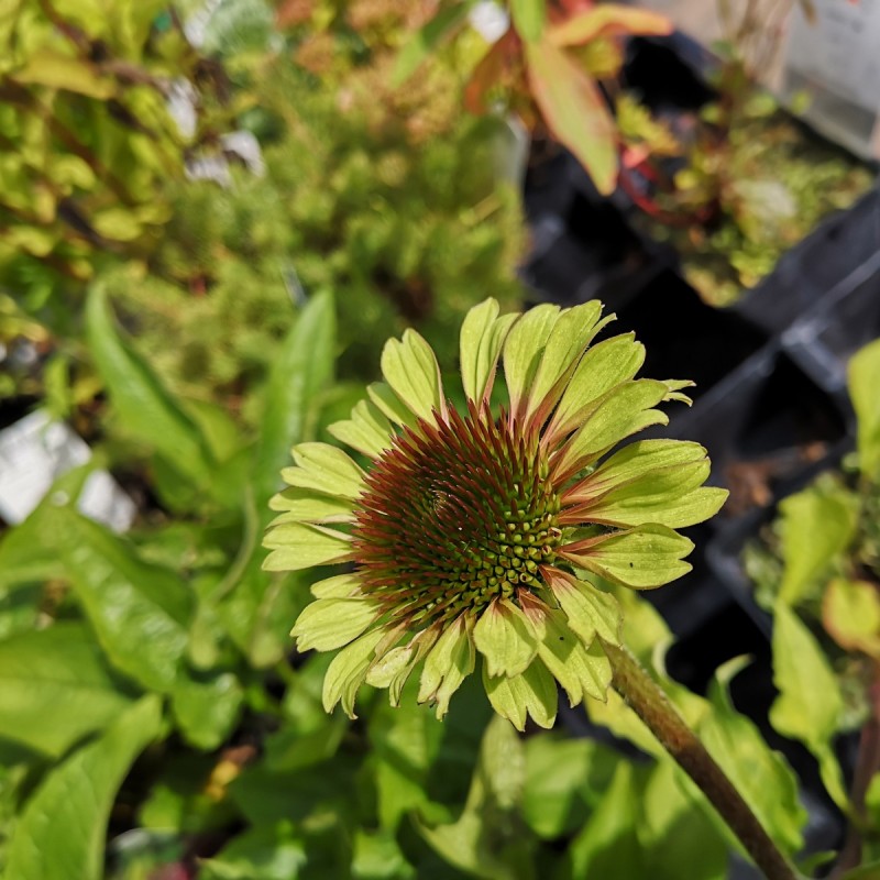 Purpursolhat Green Twister - Echinacea purpurea Green Twister