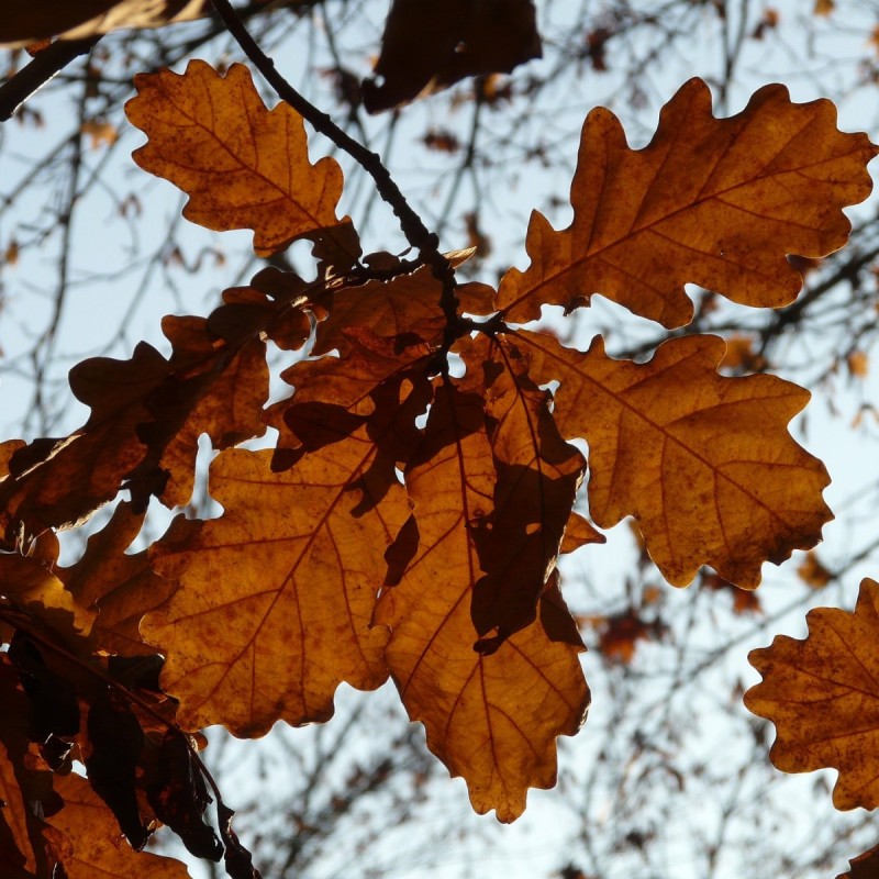 Vintereg 50-80 cm. - Bundt med 10 stk. barrodsplanter - Quercus petraea