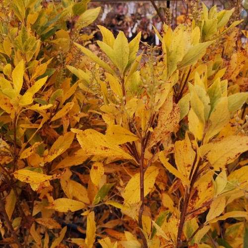 Konvalbusk Anne Bidwell 25-50 cm. - Clethra alnifolia Anne Bidwell