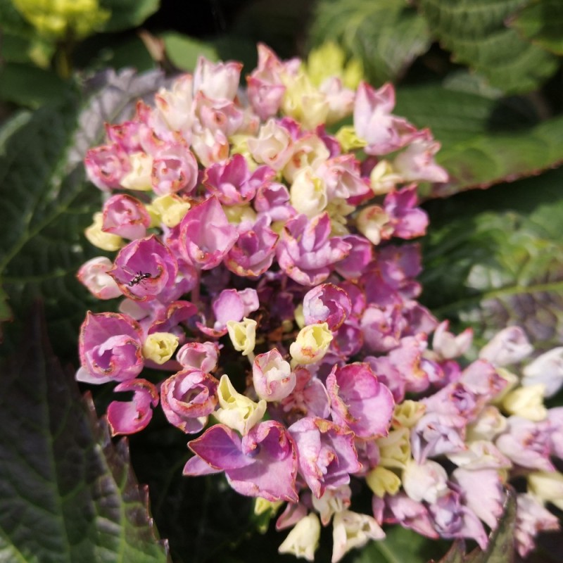 Hortensia Magical Revolution Blå - Hydrangea macrophylla Magical ...