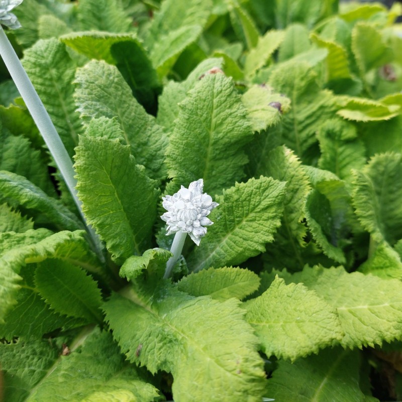 Primula Mooreana - Primula capitata ssp. Mooreana