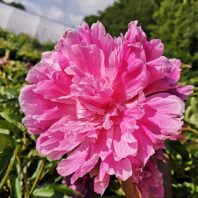 Silkepæon Jacorma - Paeonia lactiflora Jacorma
