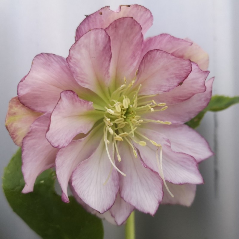Påskeklokke Double Ellen Picotee - Helleborus orientalis Double Ellen ...