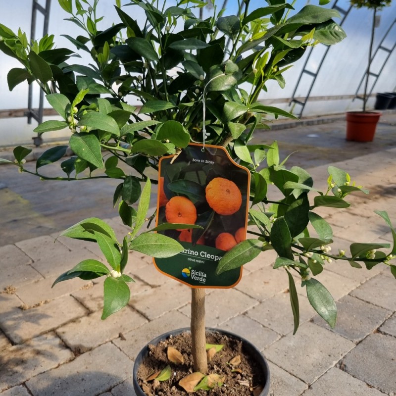 Kridtvejs Planter - Din online planteskole