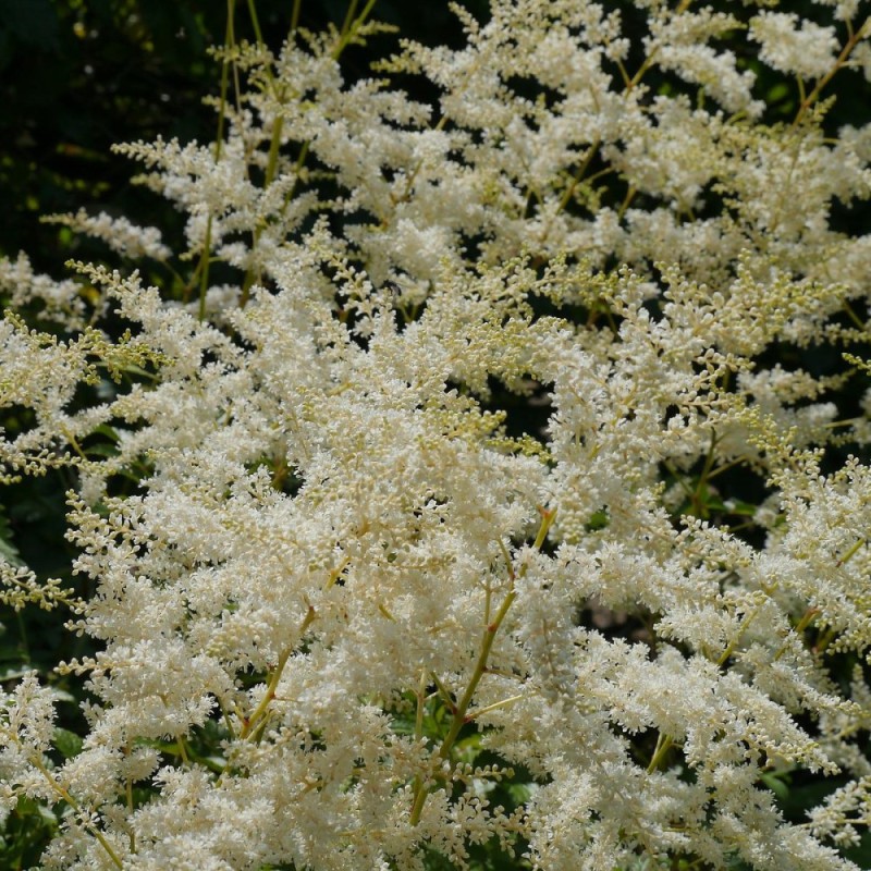 Astilbe Washington - Astilbe japonica hybrid Washington