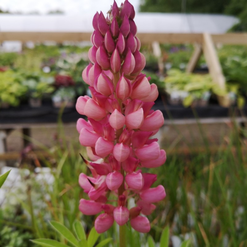 Lupin The Chatelaine - Lupinus polyphyllus The Chatelaine