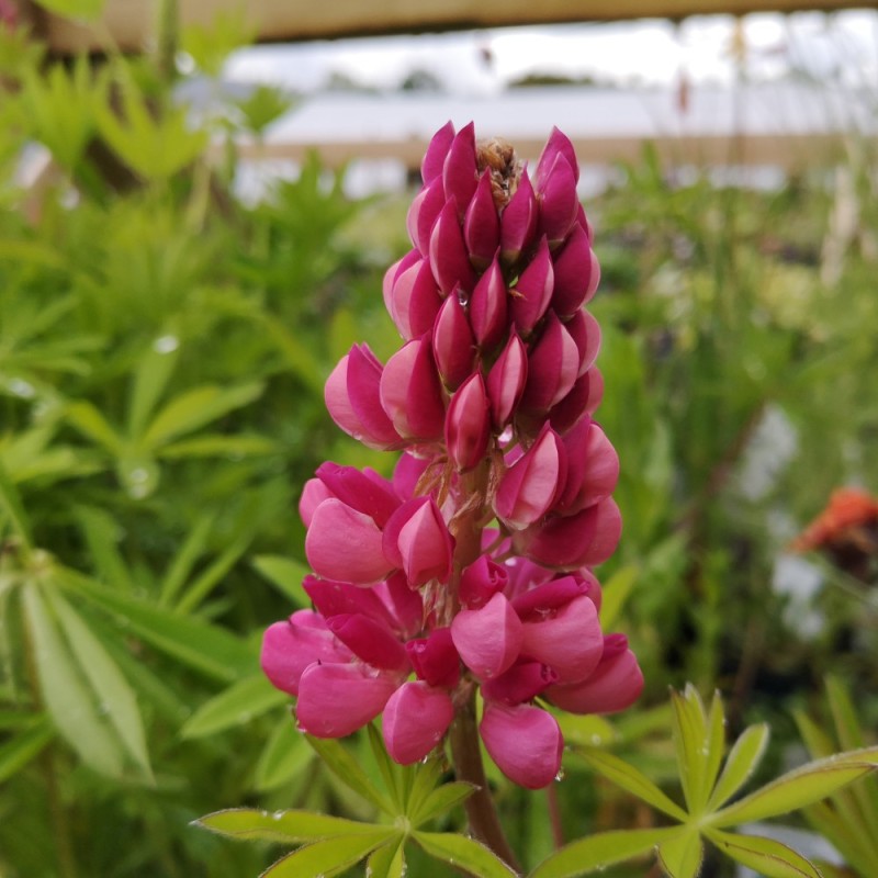 Lupin The Chatelaine - Lupinus polyphyllus The Chatelaine
