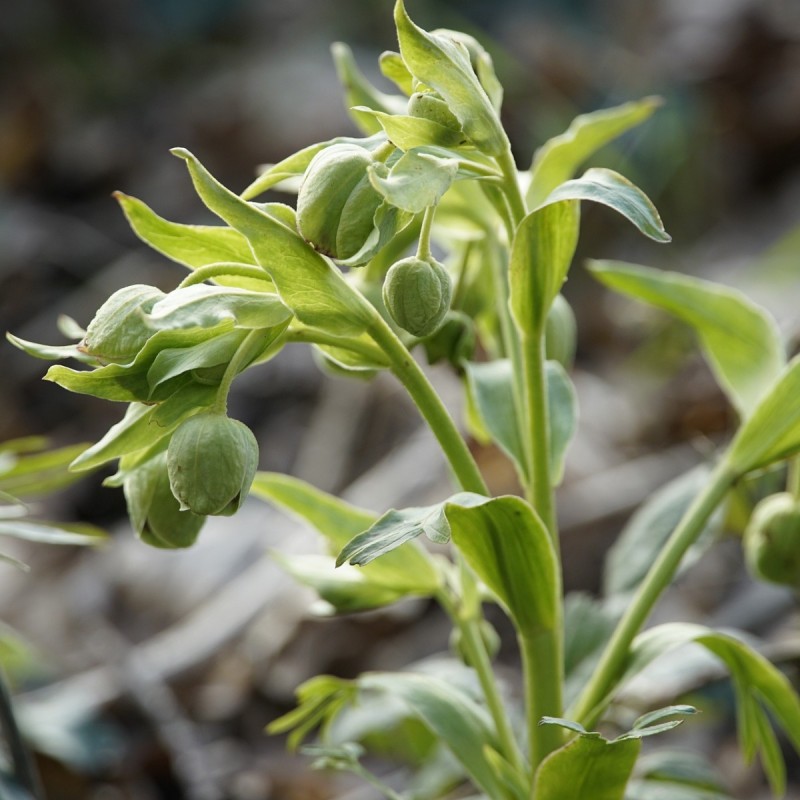 Stinkende Nyserod - Helleborus foetidus