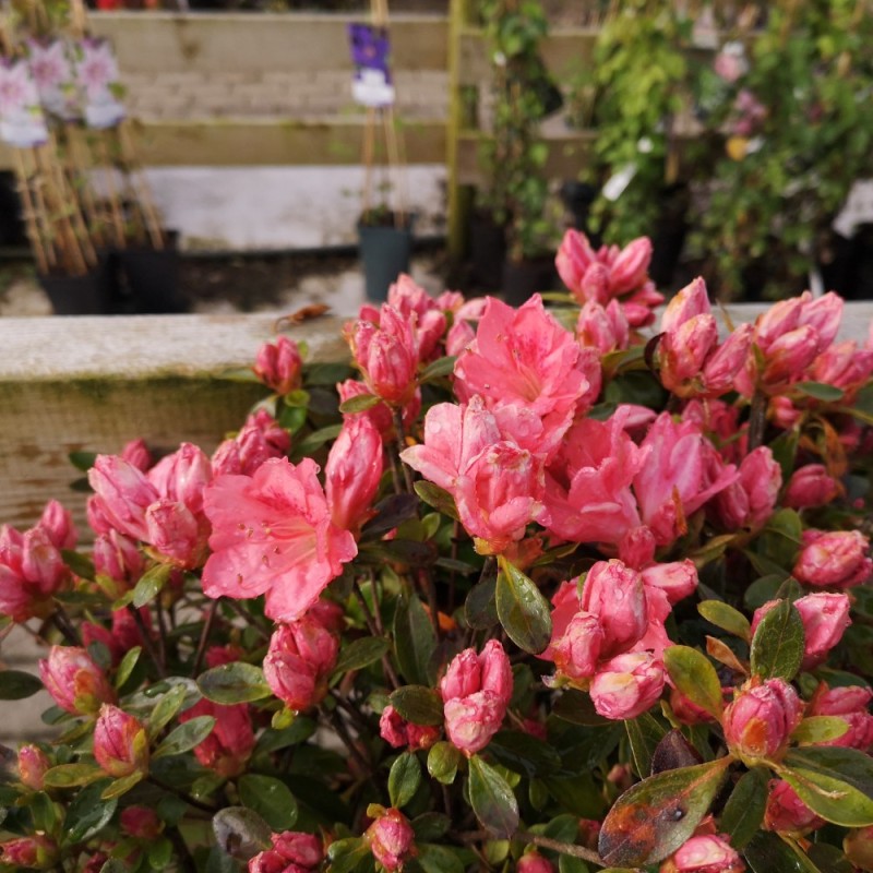 Japansk Azalea Blaauw's Pink 20-40 cm. - Rhododendron Blaauw's Pink