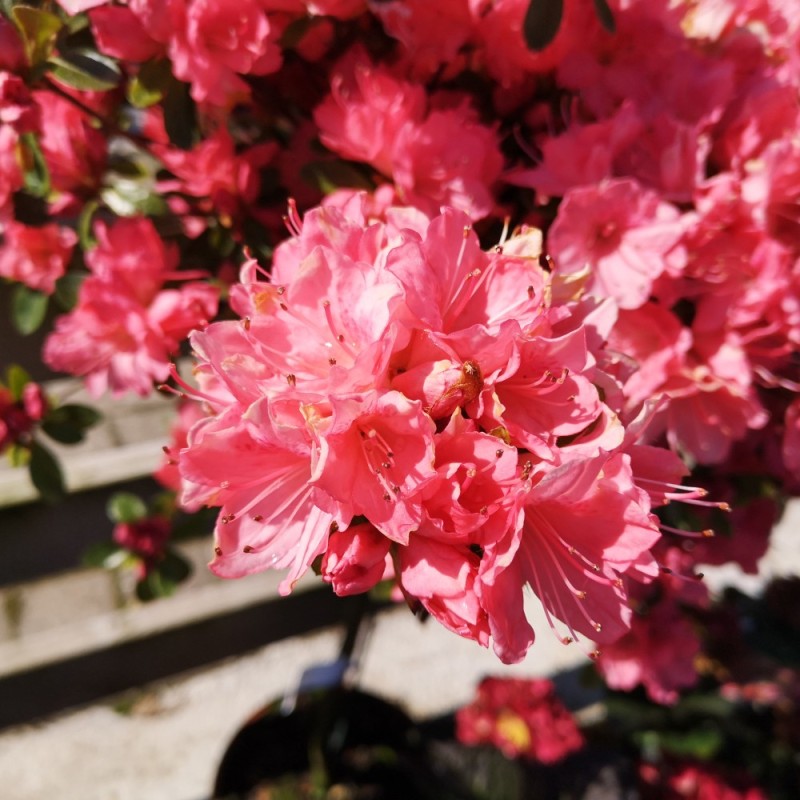 Japansk Azalea Blaauw's Pink 20-40 cm. - Rhododendron Blaauw's Pink