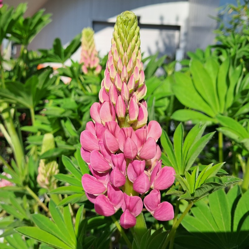 Lupin The Chatelaine - Lupinus polyphyllus The Chatelaine