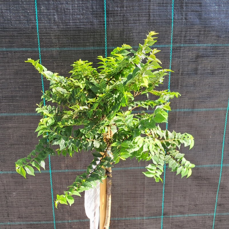 Dukke-elm Jacqueline Hillier på 60 cm stamme. - Ulmus minor Jacqueline ...