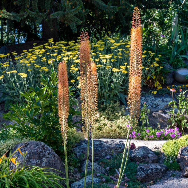 Kleopatras nål Cleopatra - Eremurus isabellinus Cleopatra