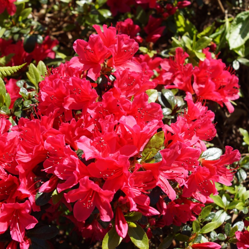 Japansk Azalea Kermesina 20-40 cm. - Rhododendron Kermesina