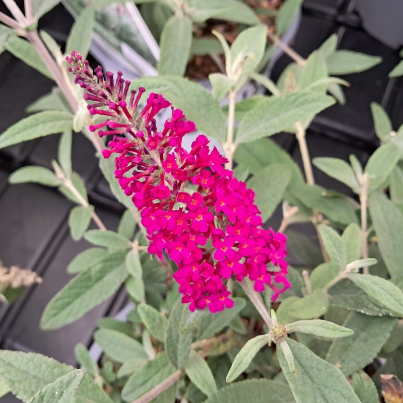 Sommerfuglebusk Miss Ruby - Buddleja davidii Miss Ruby