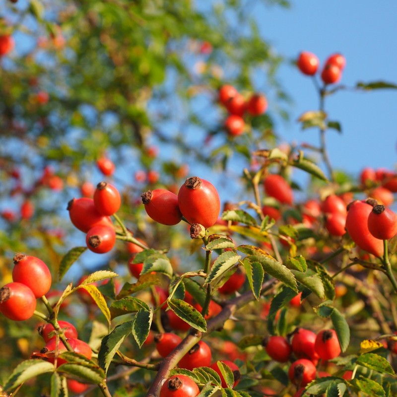 Hunderose "Rosa canina" 50-80 cm. - 10 stk. barrodsplanter