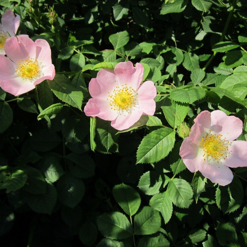 Hunderose "Rosa canina" 50-80 cm. - 10 stk. barrodsplanter