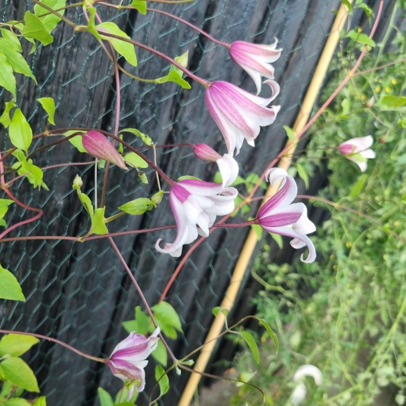 Klematis Princess Kate 40-60 cm. - Clematis texensis Princess Kate ...