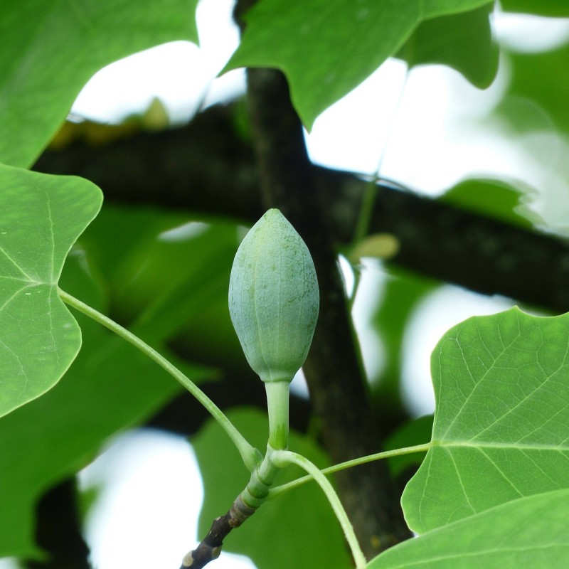 Tulipantræ alm. 'Liriodendron tulipifera' | Stort udvalg i træer