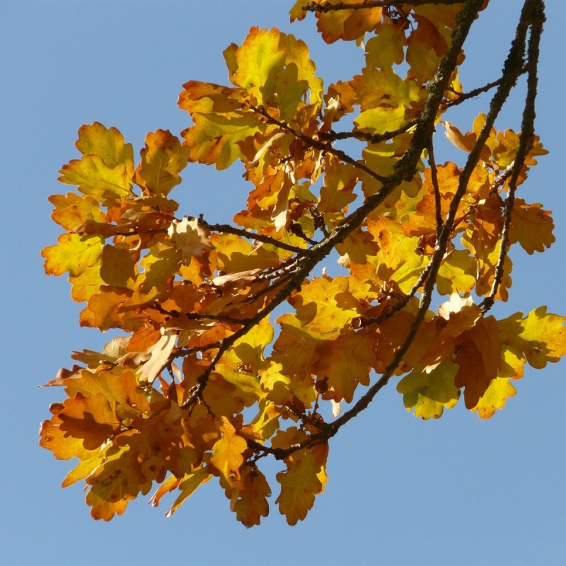Vintereg 125-150 cm. - Bundt med 25 stk. barrodsplanter - Quercus petraea