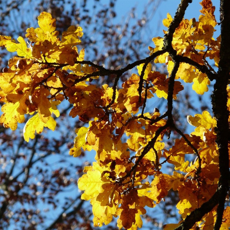Vintereg 125-150 cm. - Bundt med 25 stk. barrodsplanter - Quercus petraea