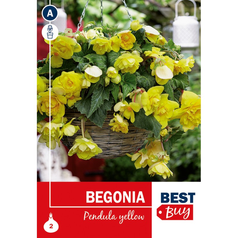 Hængebegonia Pendula Yellow - 2 knolde