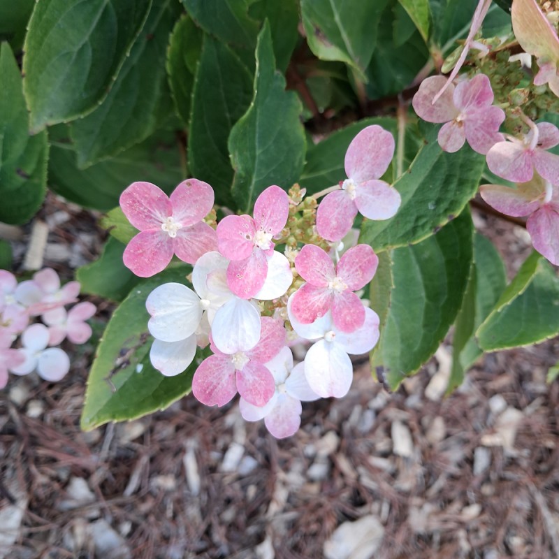 Syrenhortensia Switch Ophelia - 50 cm. stamme - Hydrangea paniculata ...
