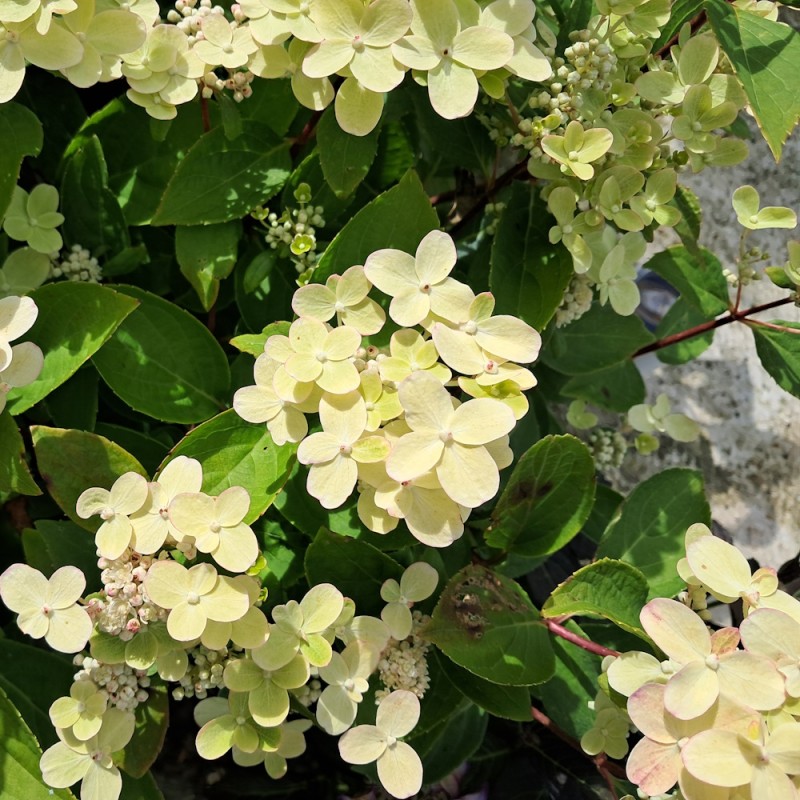 Syrenhortensia Switch Ophelia - 50 cm. stamme - Hydrangea paniculata ...