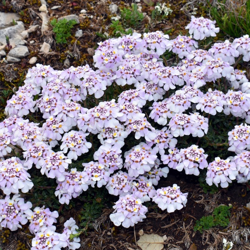 Snepude Pink Ice - Iberis sempervirens Pink Ice