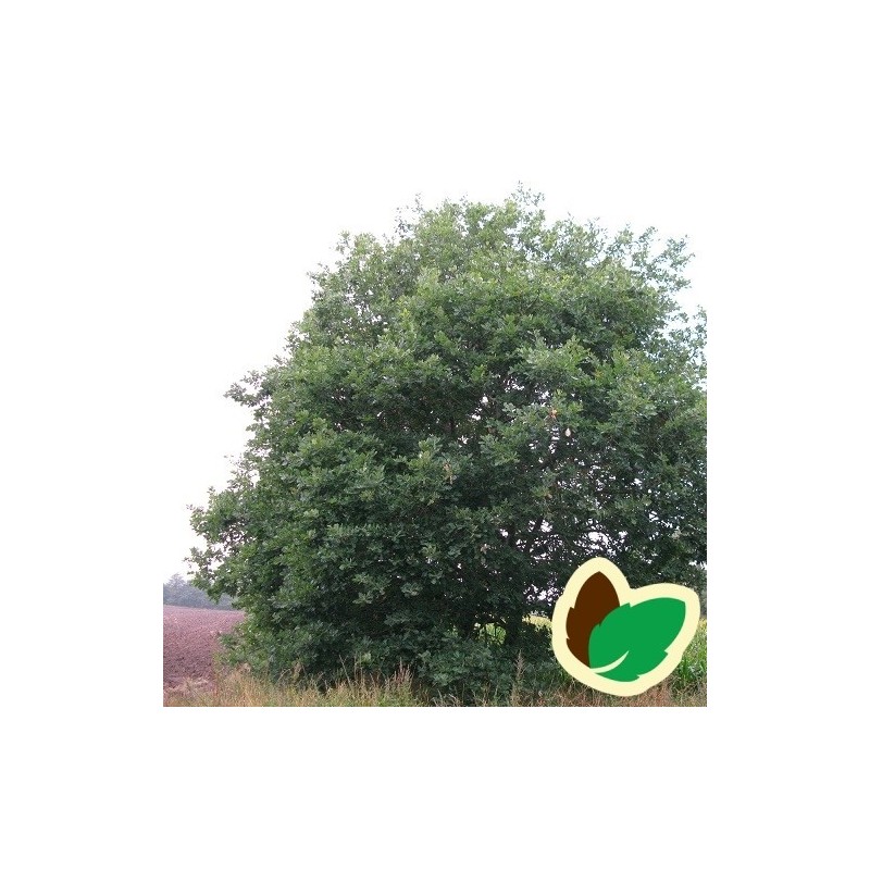 Vintereg 50-80 cm. - Bundt med 10 stk. barrodsplanter - Quercus petraea